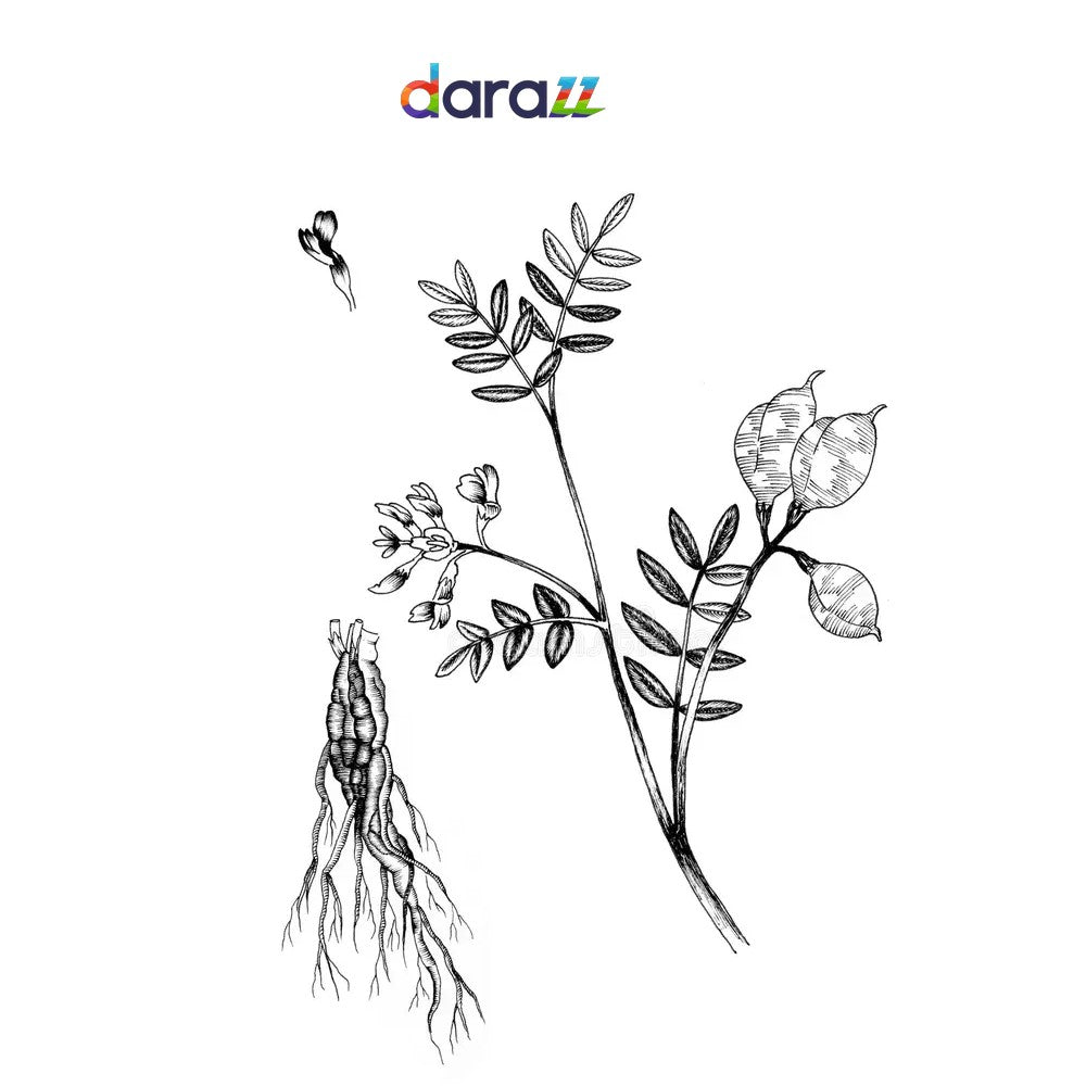 Astragalus Root | Immune Boosting Herb for Health Benefits (Pakistan ...